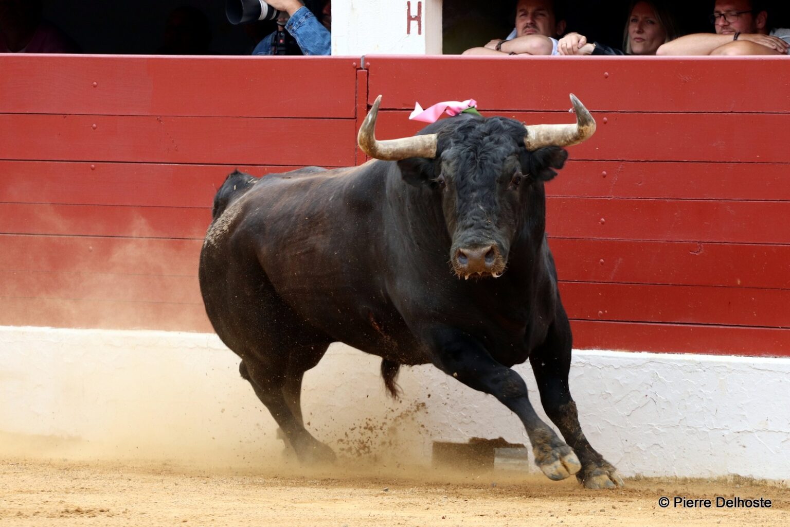 Soñar con toros. Significado e interpretaciones
